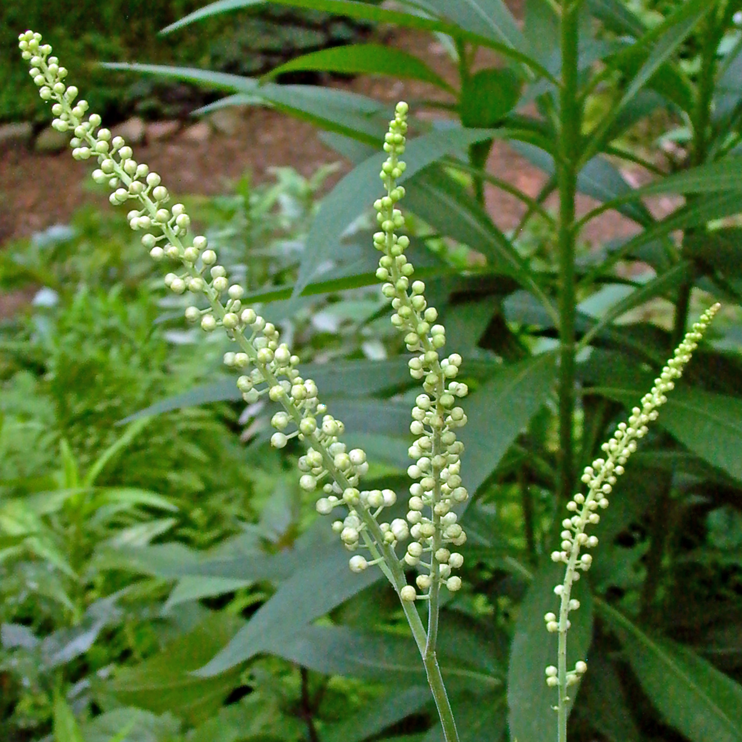 Inflorescence