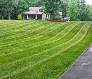 Rethinking Your Lawn