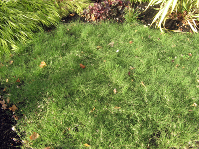 Rethinking Your Lawn