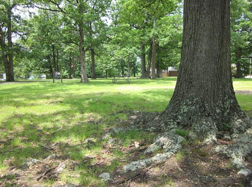 9-Alternate Lawn of Poverty Oat Grass – R. H. Simmons (Permission)