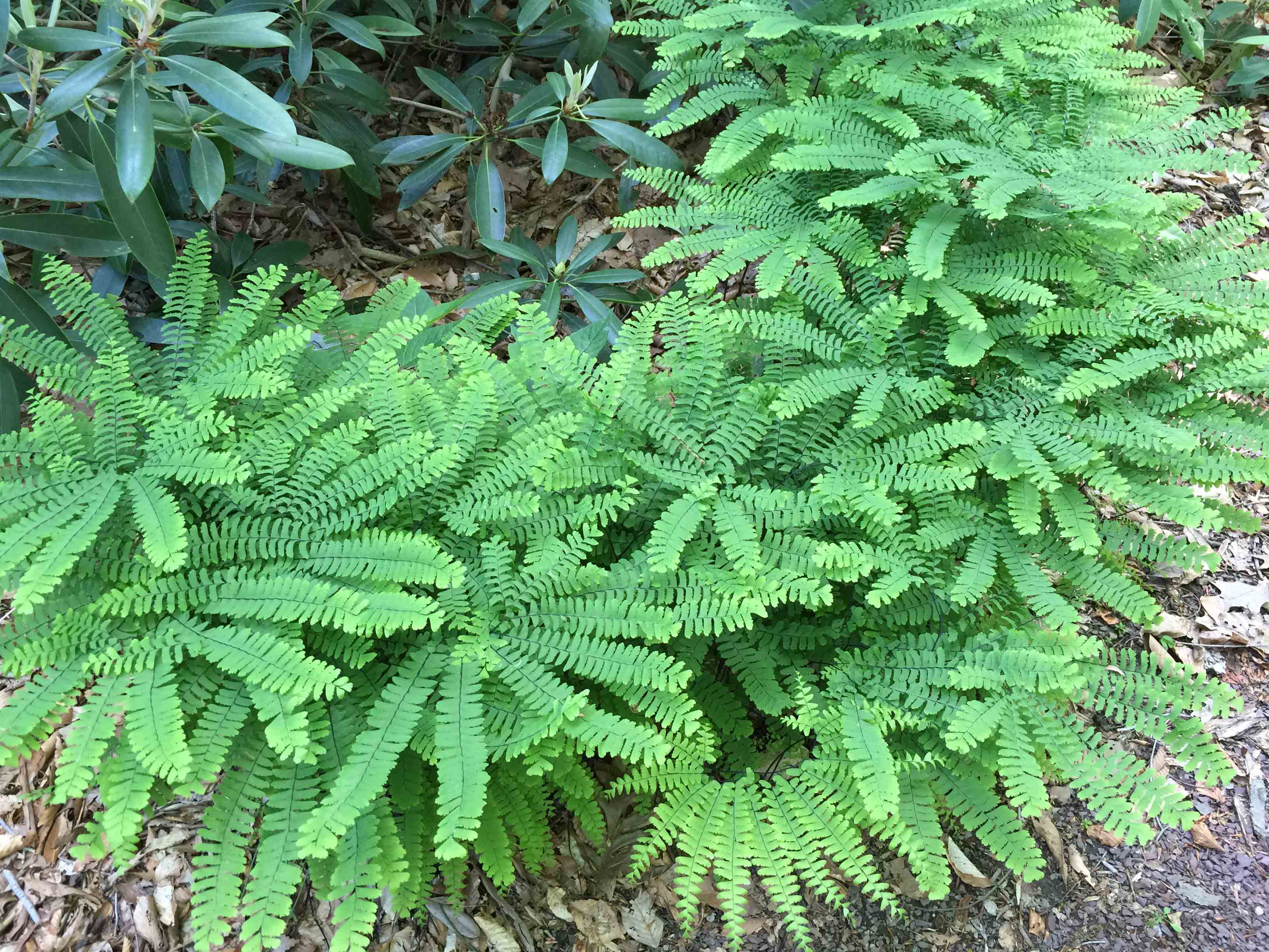 Adiantum Pedatum Northern Maidenhair Fern