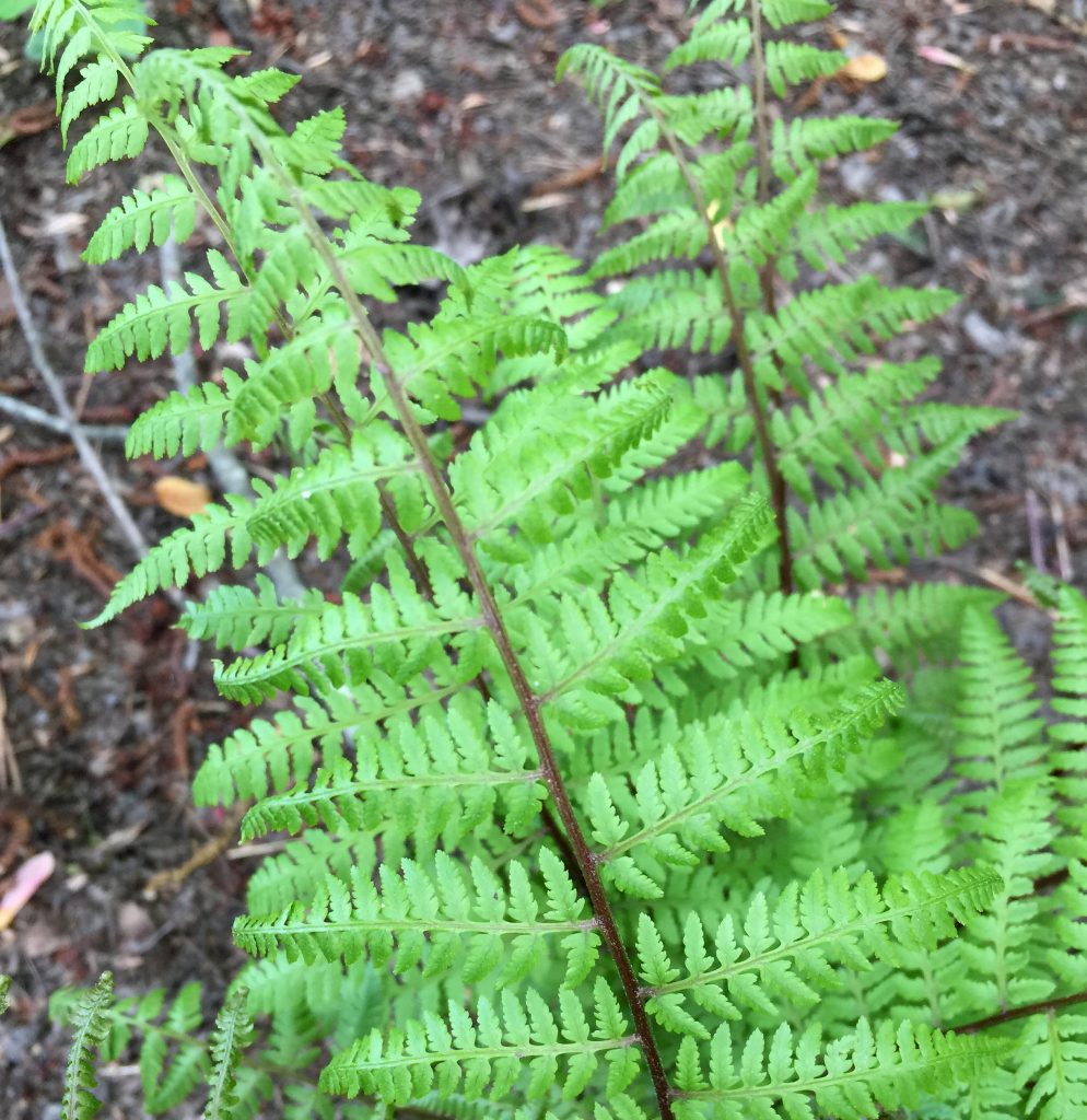 Frond