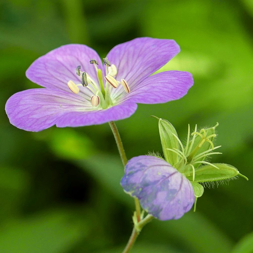 Geranium maculatum (Wild or Spotted Geranium)