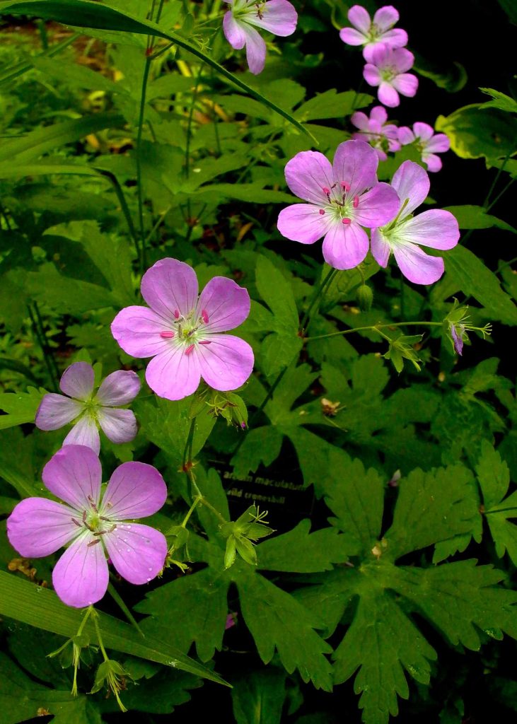 Geranium maculatum (Wild or Spotted Geranium)
