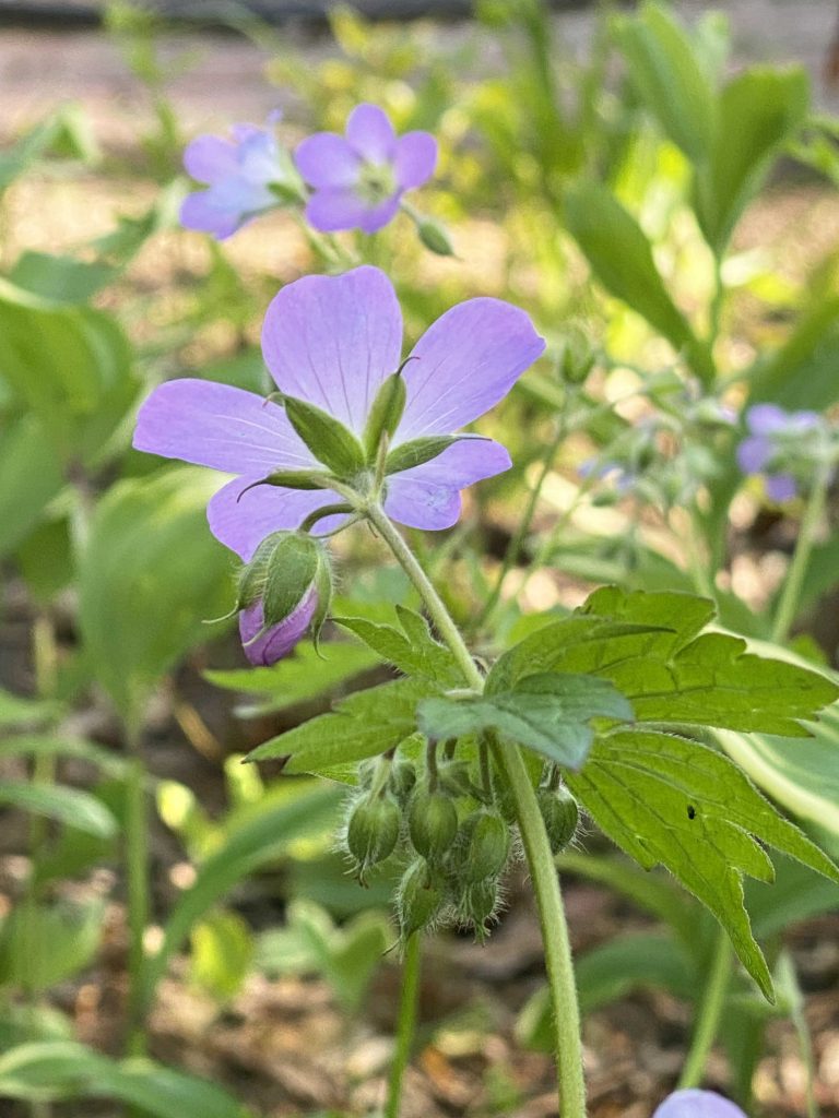 Geranium maculatum (Wild or Spotted Geranium)