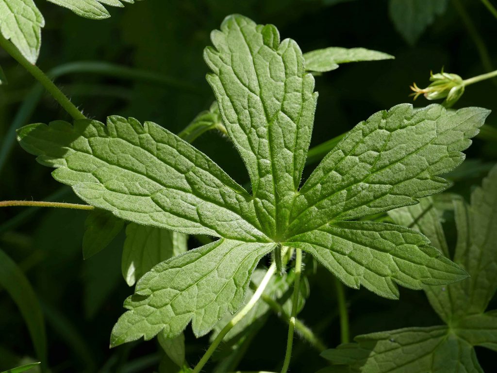 Geranium maculatum (Wild or Spotted Geranium)