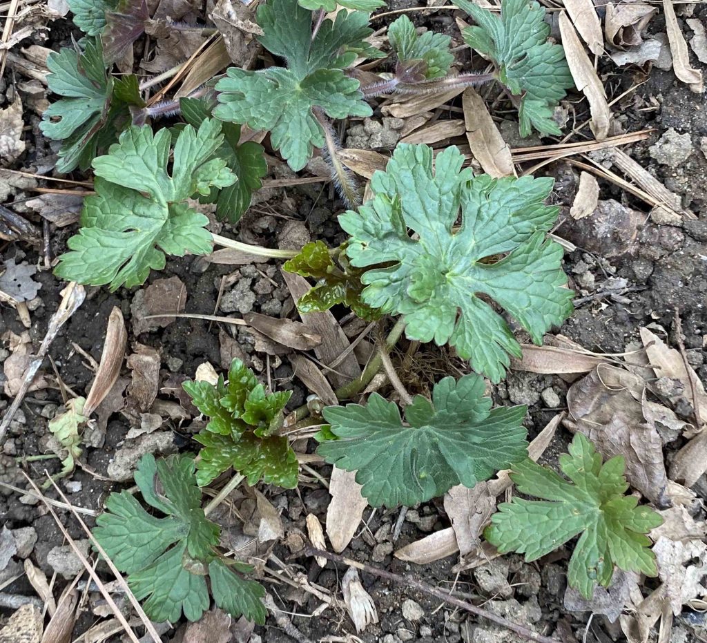 Geranium maculatum (Wild or Spotted Geranium)