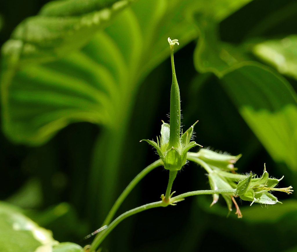 Geranium maculatum (Wild or Spotted Geranium)