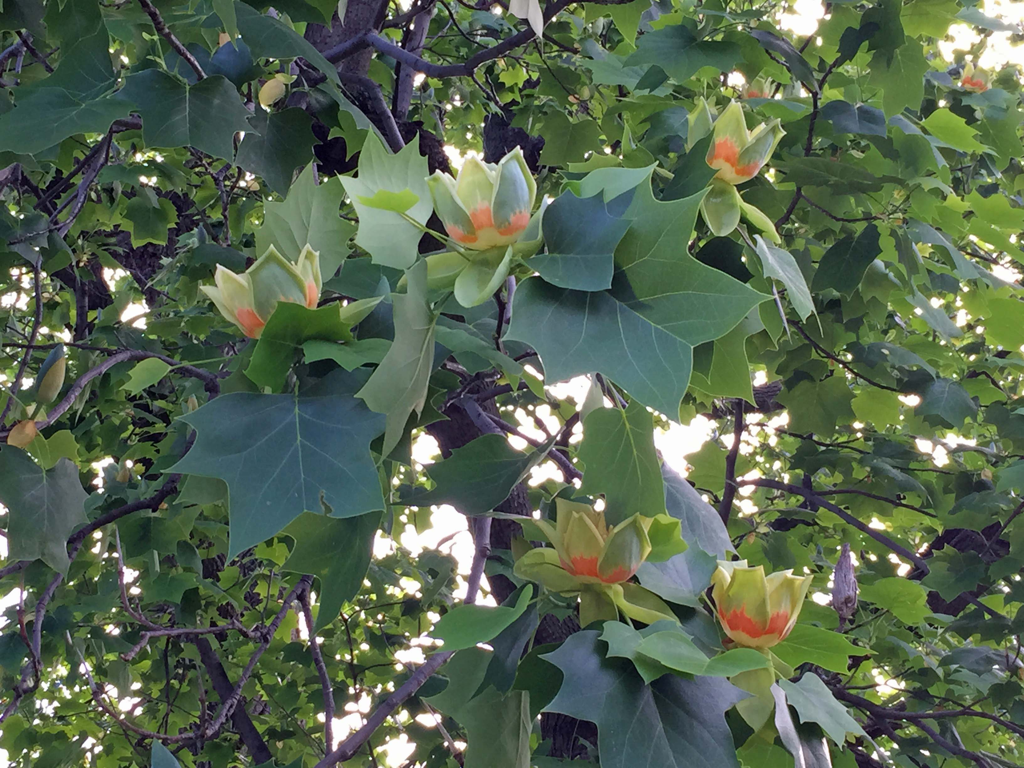 Liriodendron tulipifera (Tulip-Poplar, Tuliptree) | Master Gardeners of ...