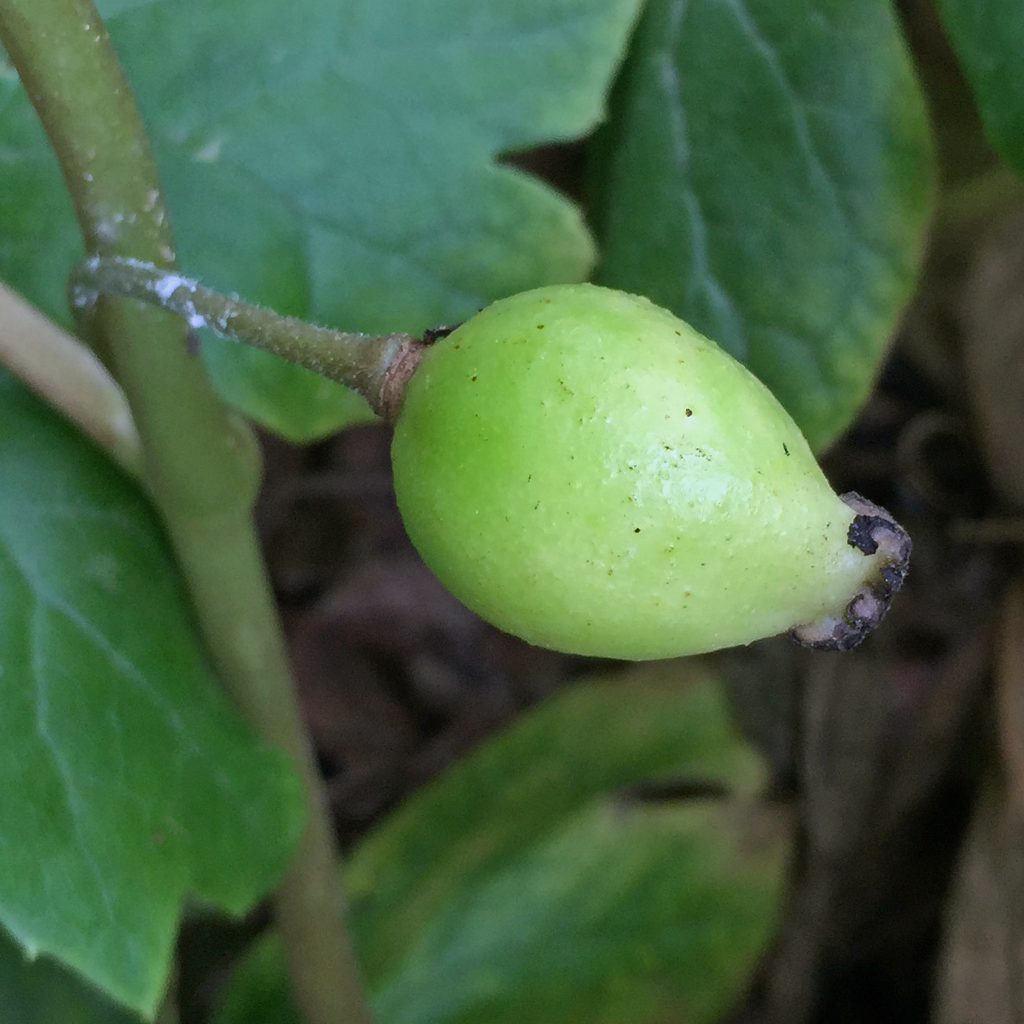 Podophyllum peltatum (Mayapple)