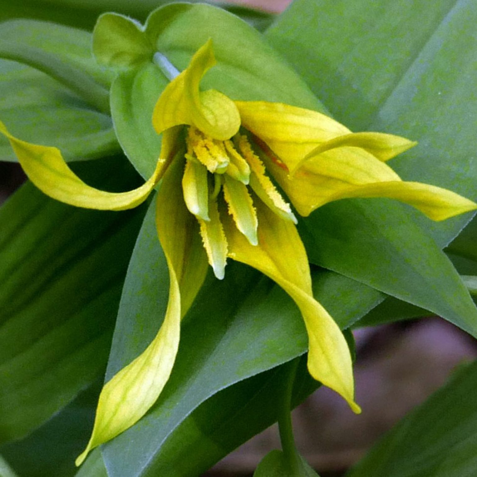 Uvularia Grandiflora Large Flowered Bellwort