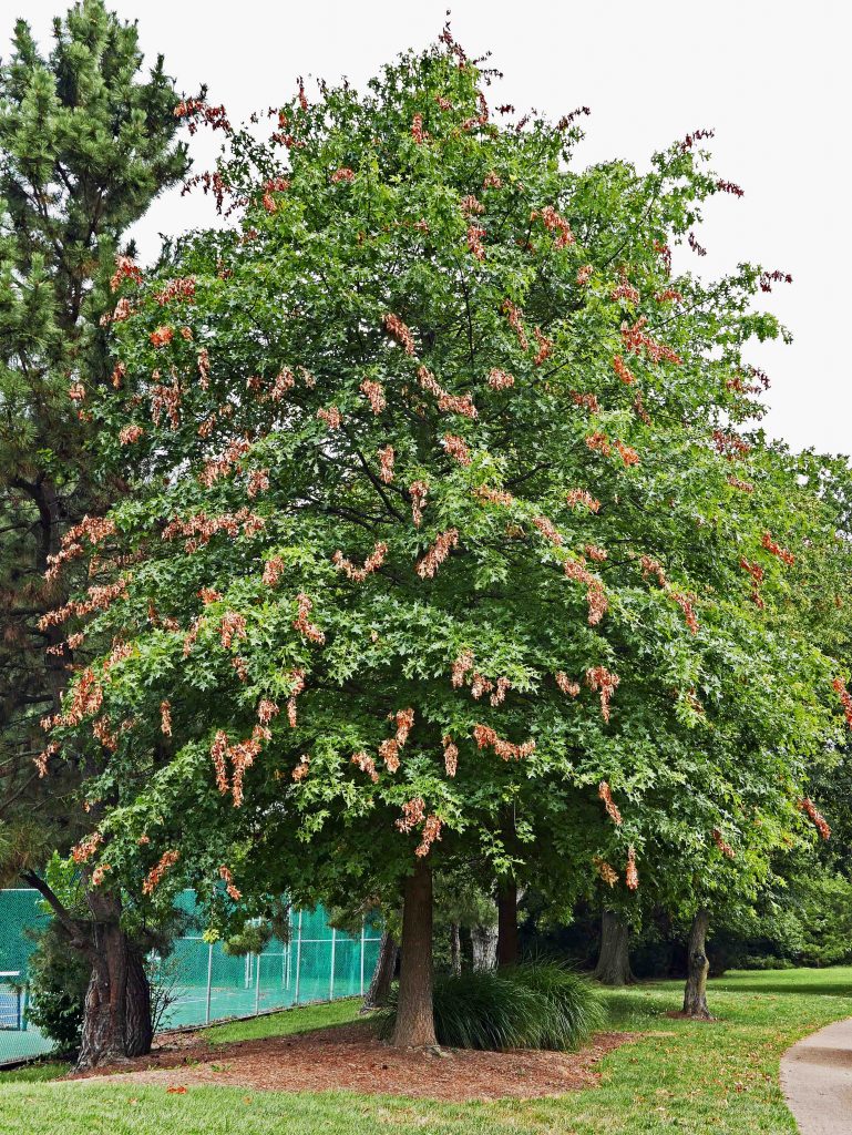 Managing Cicada Damage to Trees