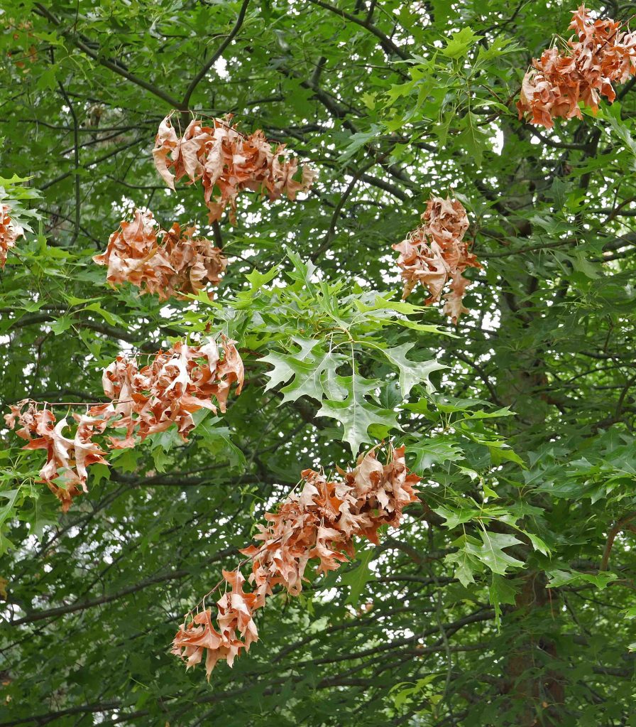 Managing Cicada Damage to Trees