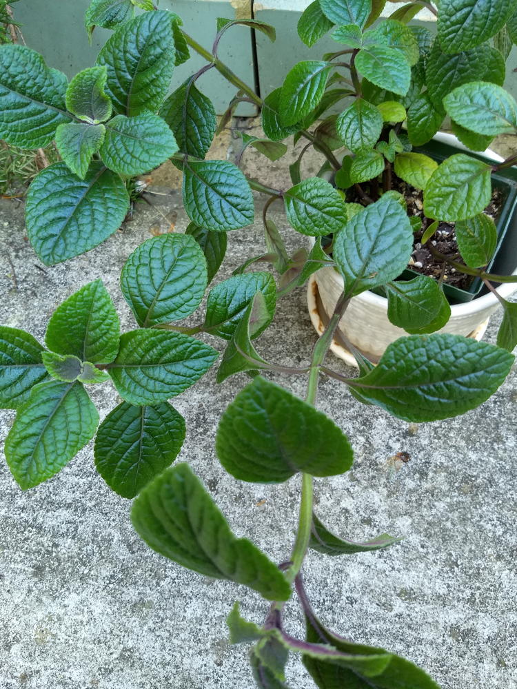 Spindly plant needs pruning Photo © Linda Cornish Blank