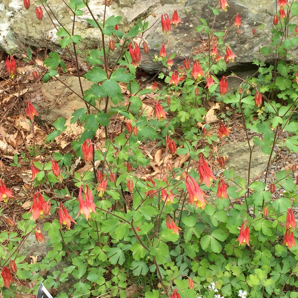 Aquilegia canadensis (Wild or Eastern Red Columbine)