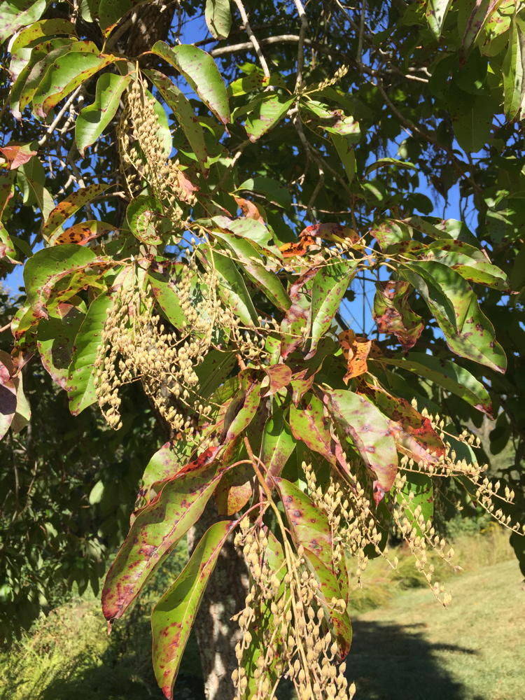 Oxydendrum_arboreum_Branches_Sep_ELM
