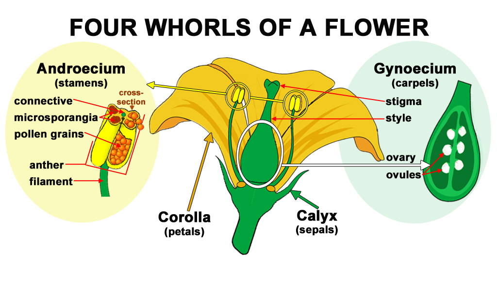 Androecium, Stamen, Staminate