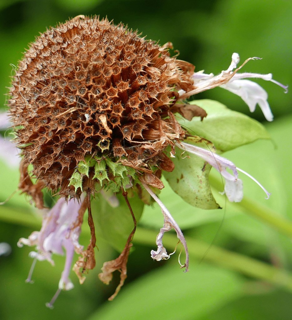 Schizocarp, Mericarp