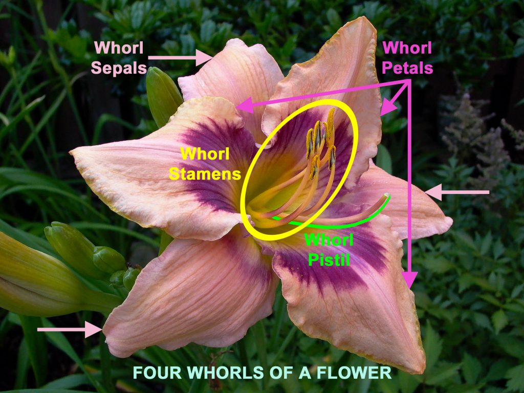 Whorl