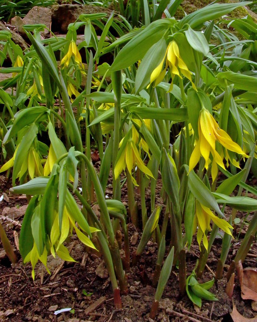 Uvularia grandiflora (Large-flowered Bellwort)