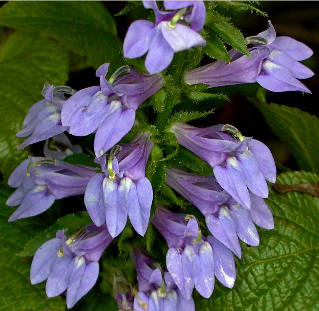 Lobelia siphilitica (Great Blue Lobelia)
