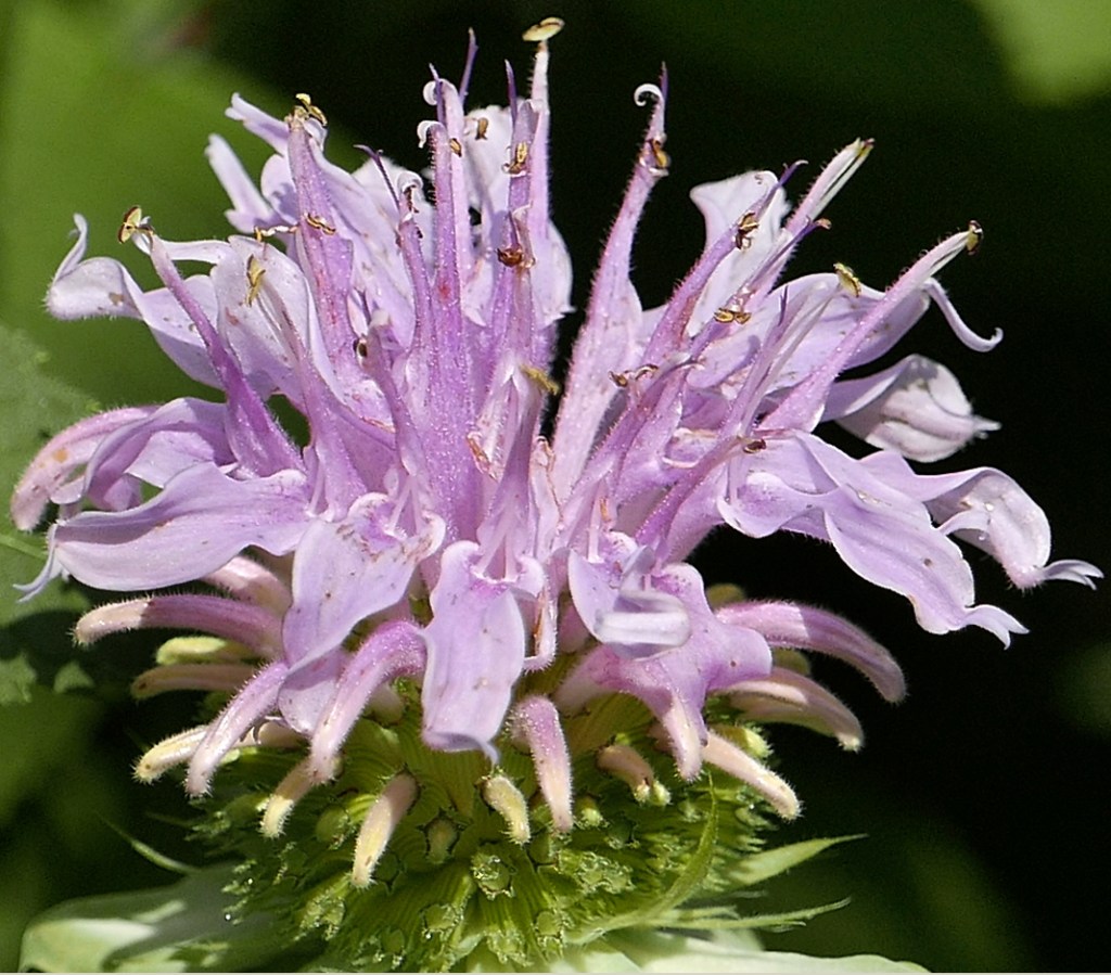 Monarda fistulosa (Wild Bergamot)