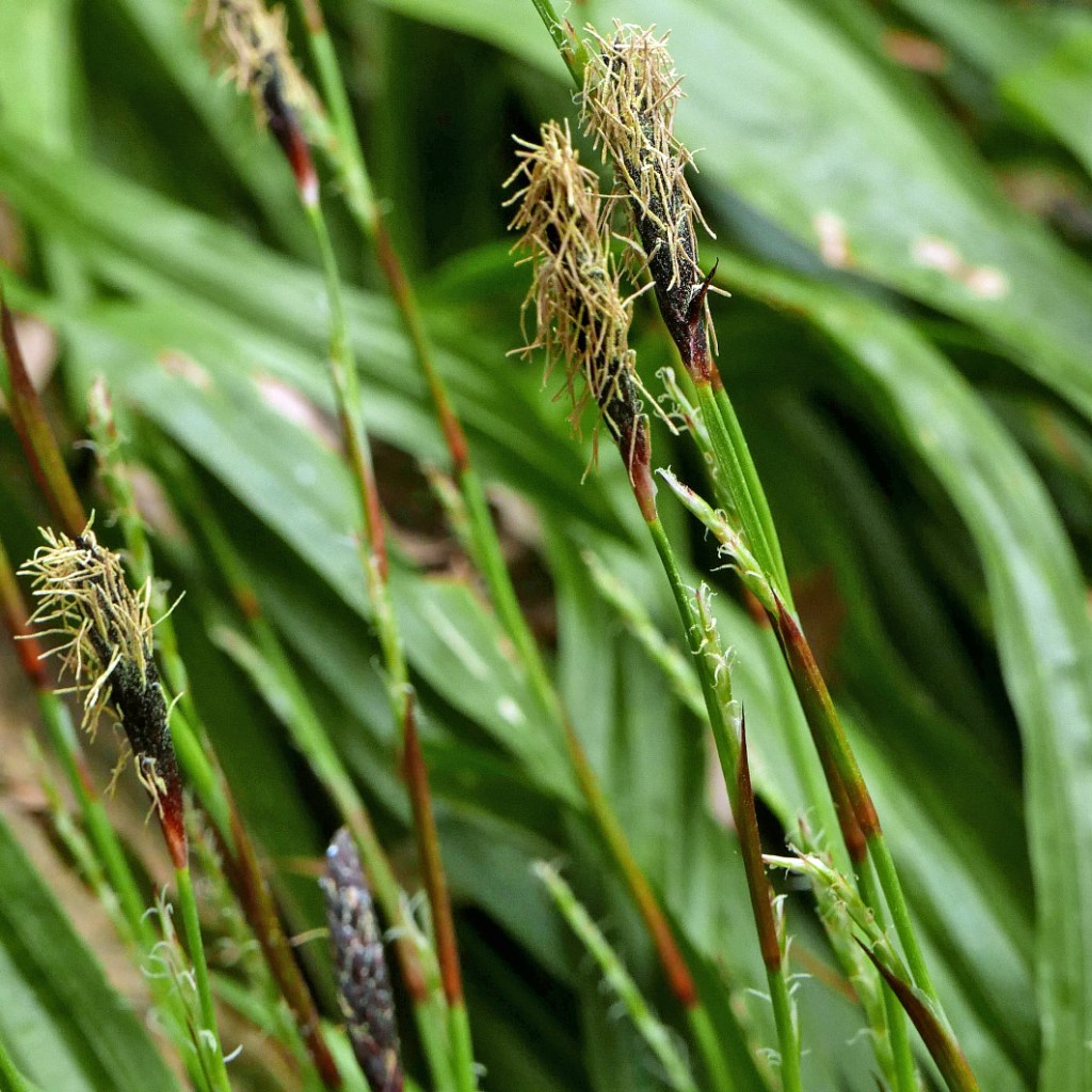 Carex plantaginea(Plantain-leaved Sedge)