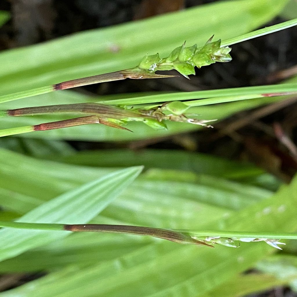 Carex plantaginea(Plantain-leaved Sedge)