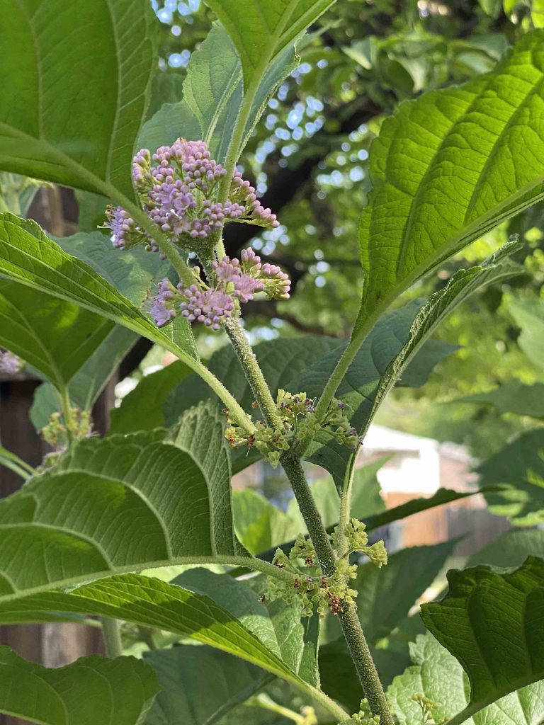 Callicarpa americana (American Beauty-berry)