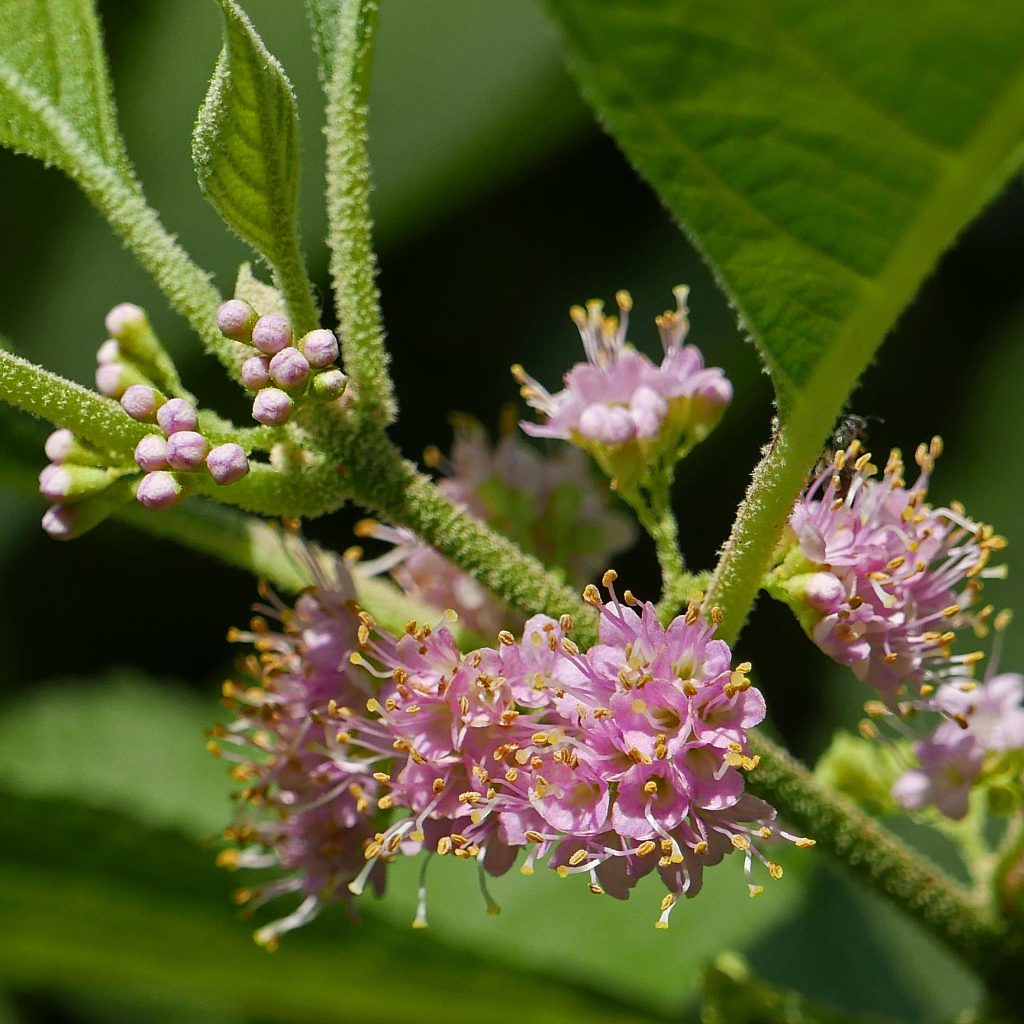 Callicarpa americana (American Beauty-berry)