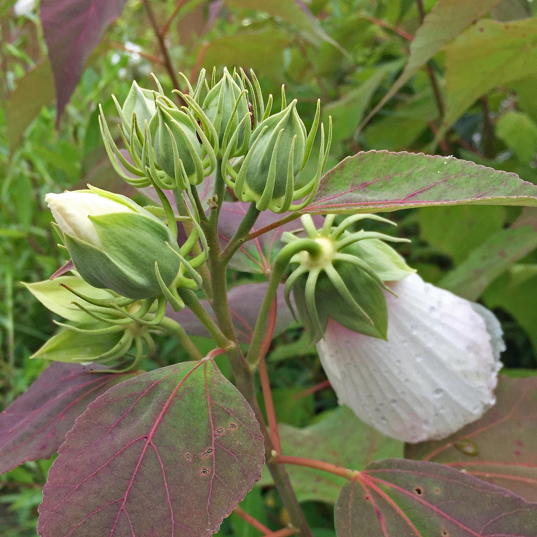 Epicalyx_Hibiscus_moscheutos_Flower_Buds-1_Jul_ELM