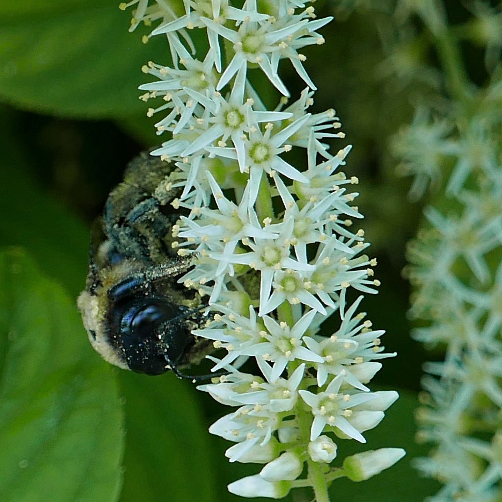 Itea virginica (Virginia Sweetspire, Virginia-willow)