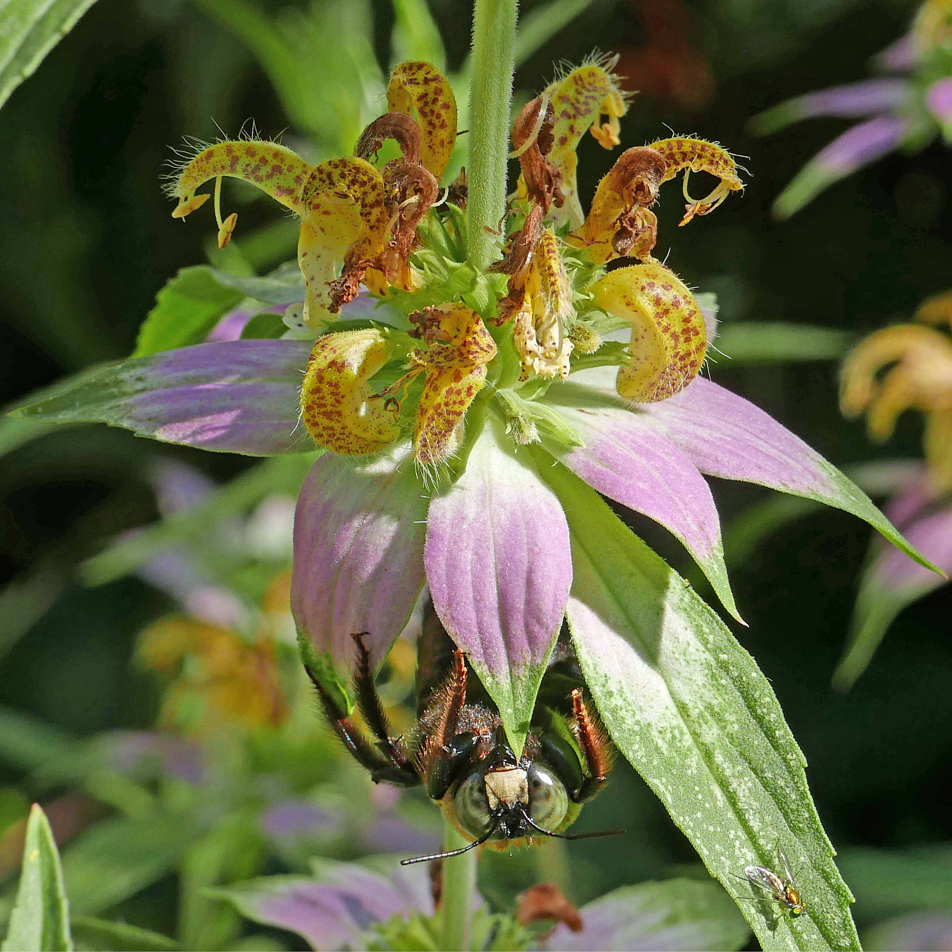 Monarda punctata (Horsemint, Spotted Beebalm)