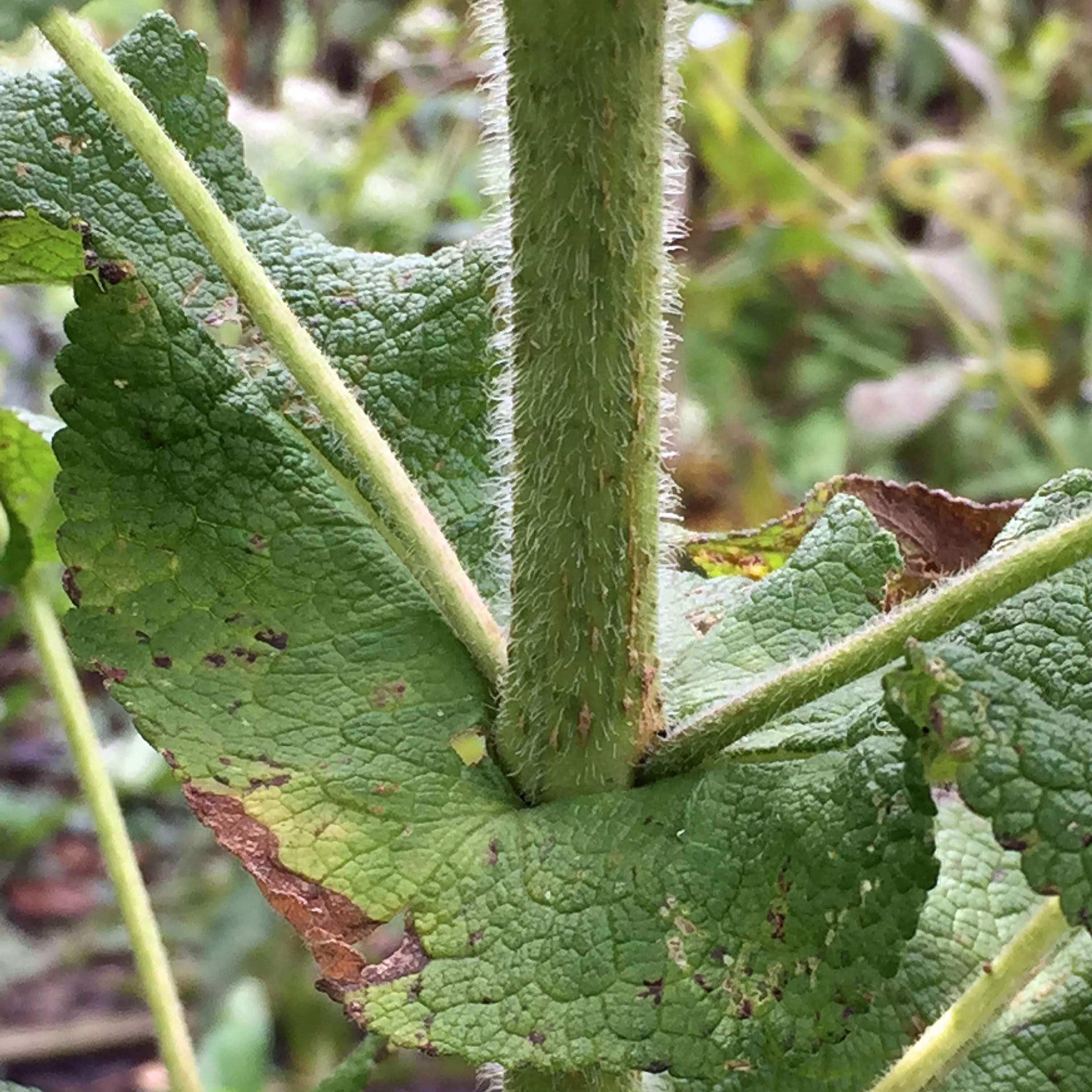 Perfoliate_leaves_Eupatorium_perfoliatum_Oct_ELM