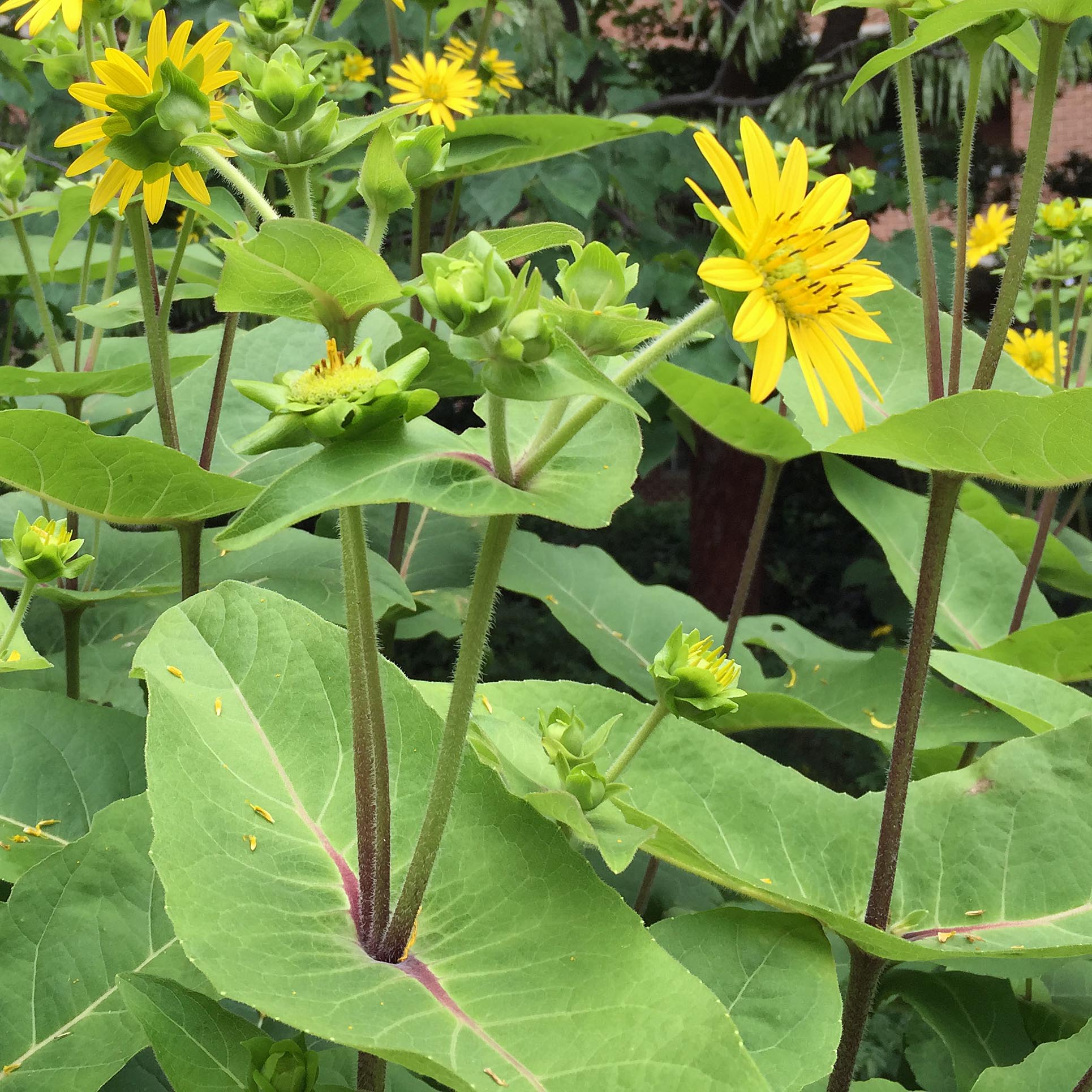 Perfoliate_leaves_(view_from_above)_Silphium_perfoliatum_Jun_ELM