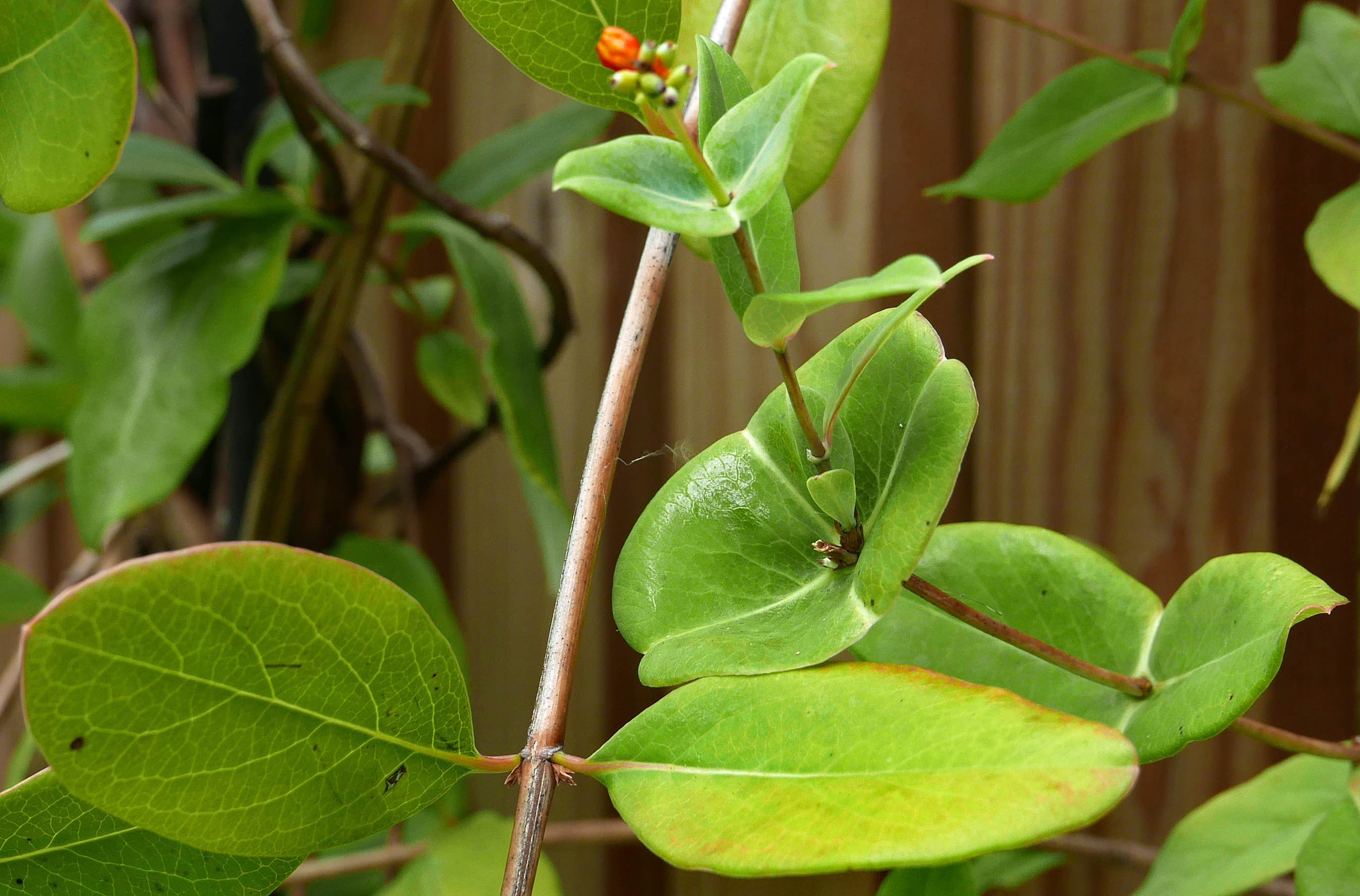 Petiolate_Perfoliate_Lonicera_sempervirens_leaves_Oct_MMF
