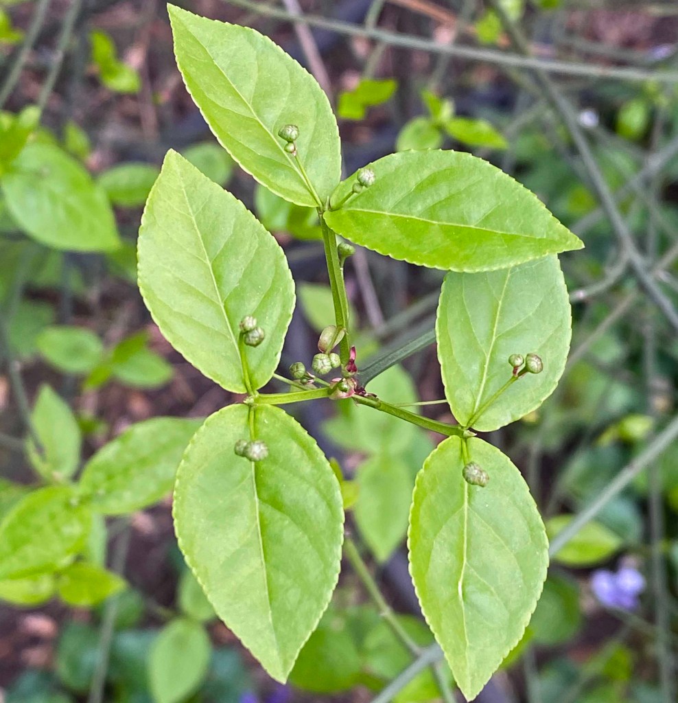 Euonymus americanus (American Strawberry-bush)