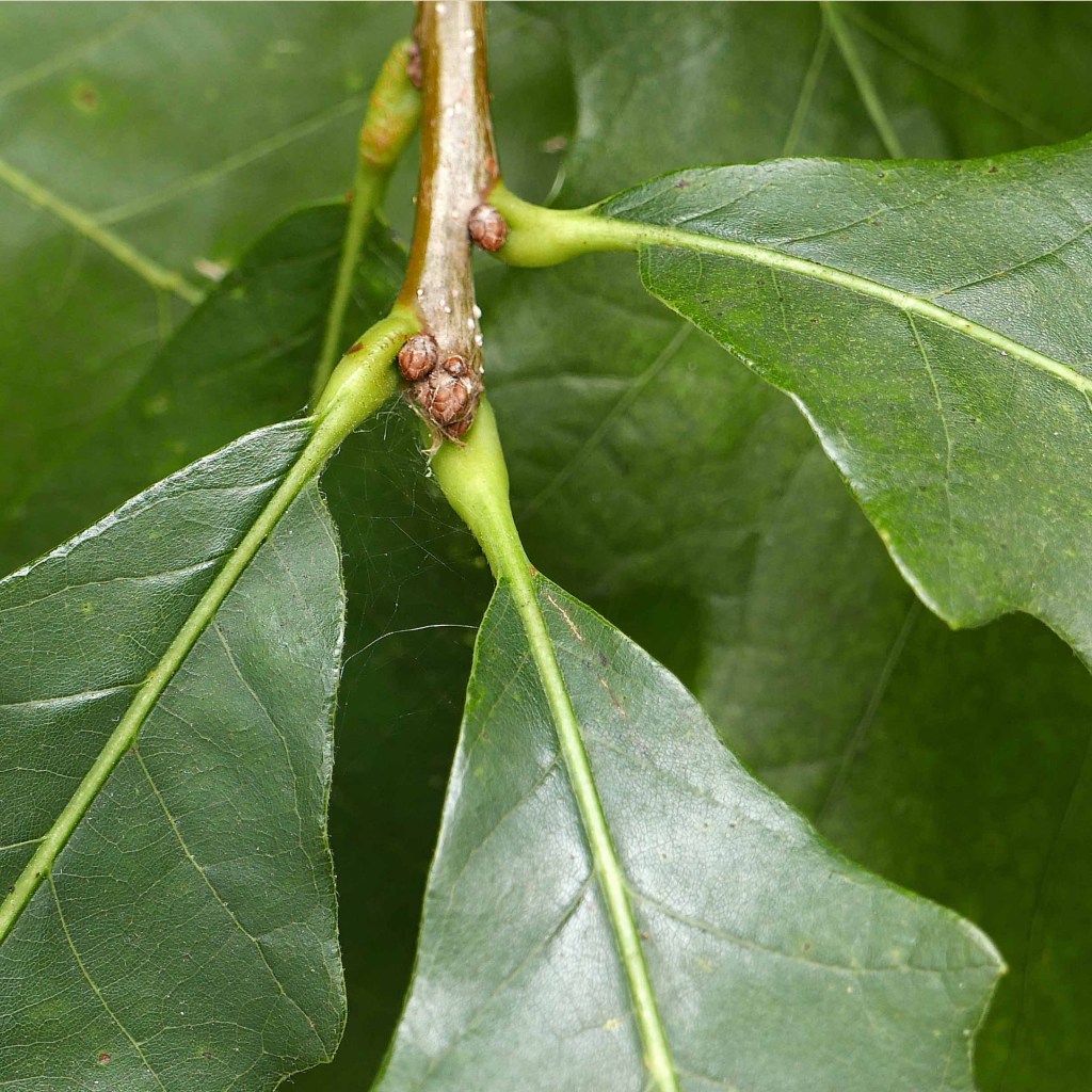 Quercus alba (White Oak)