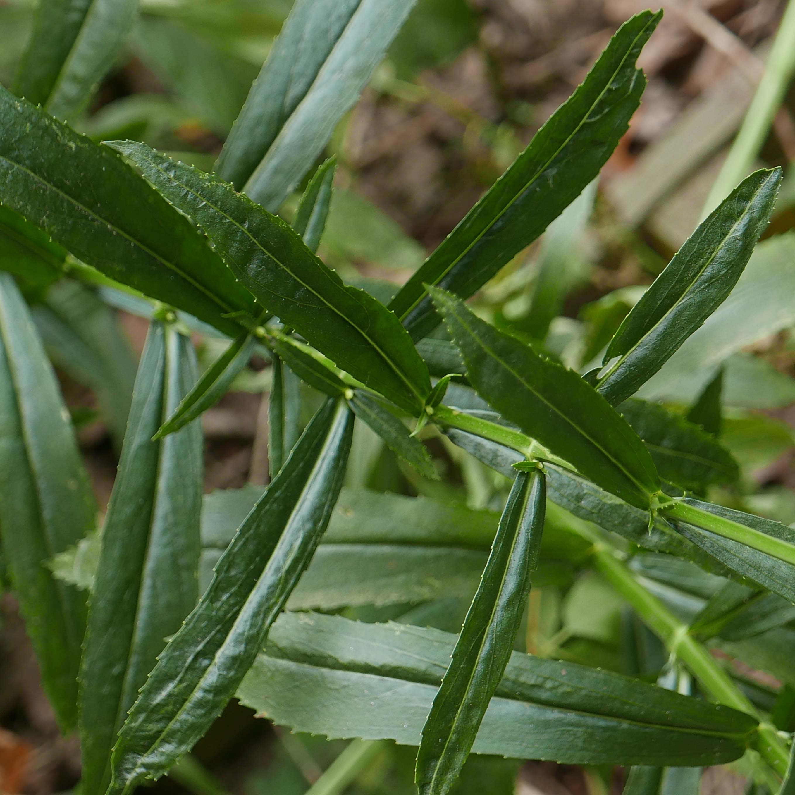 Sessile_Physostegia_virginiana_leaves_Sep_MMF