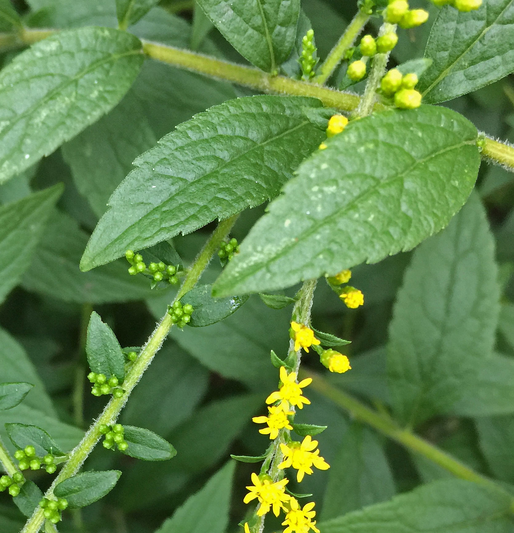 Sessile_Solidago_rugosa_’Fireworks’_Leaves_Sep_ELM