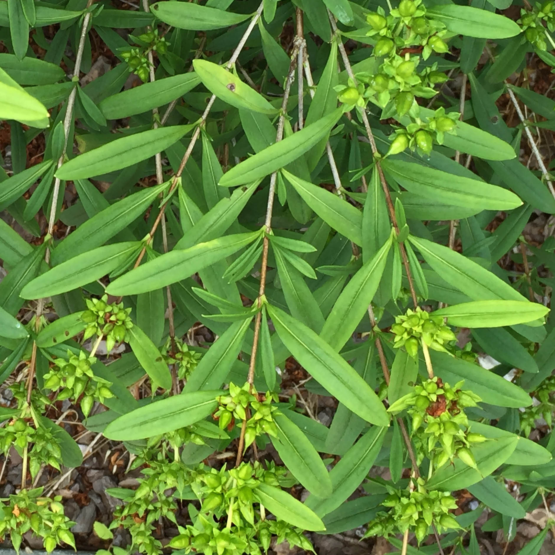 Sessile_leaves_Hypericum_prolificum_Jul_ELM