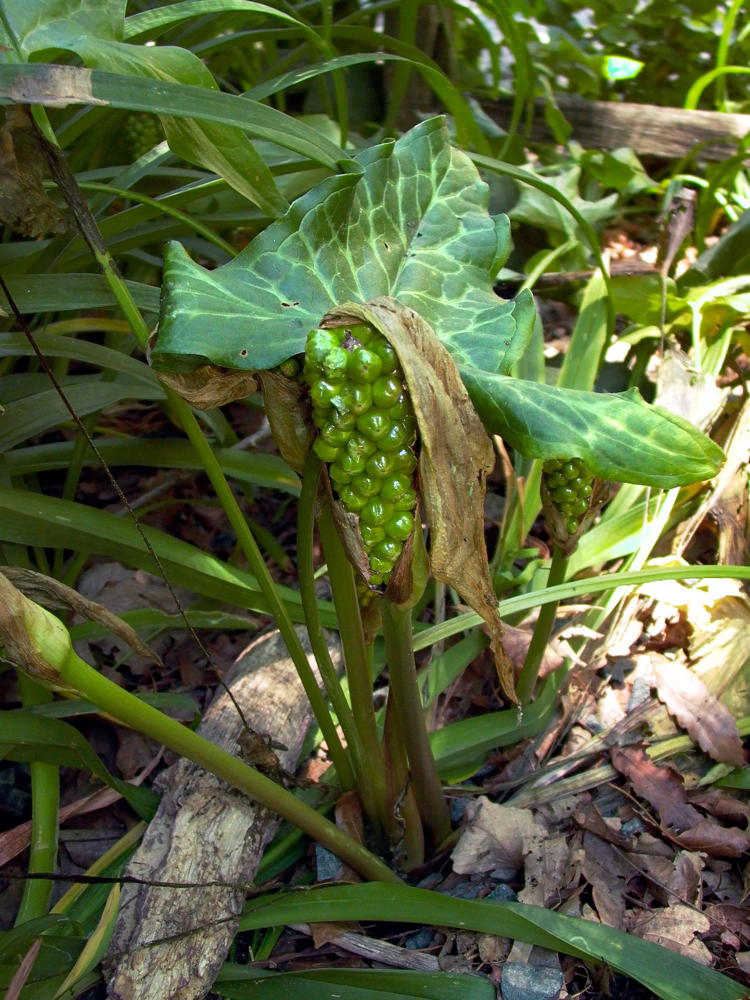 Italian Arum (Arum italicum)