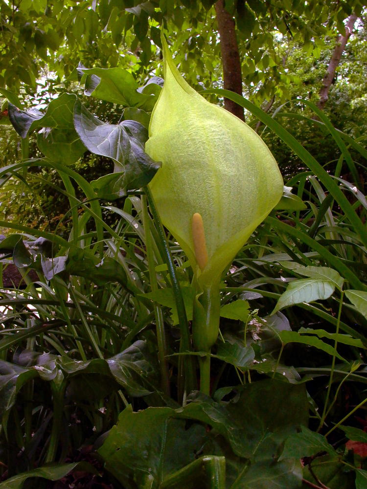 Italian Arum (Arum italicum)