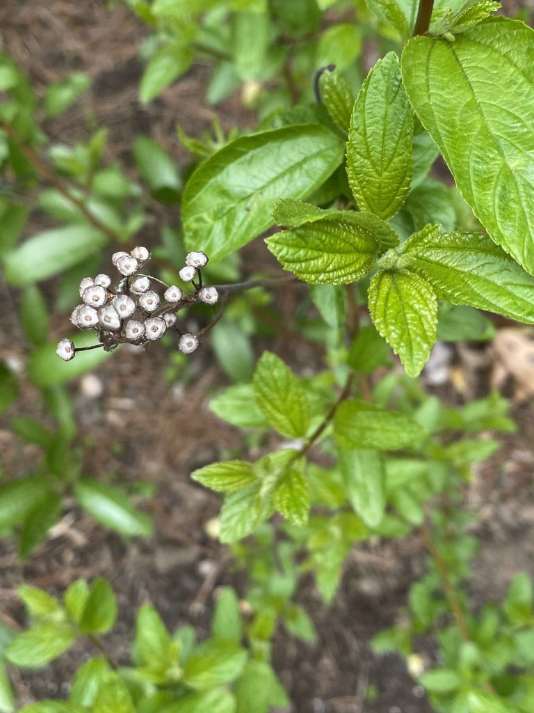 Ceanothus americanus (New Jersey Tea)