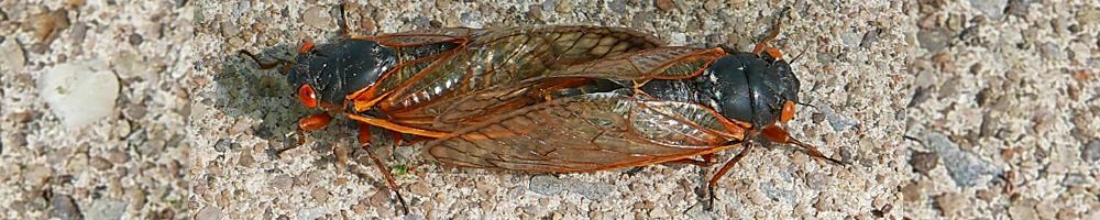 Featured_Image_BroodX_Cicadas_Mating_MMF