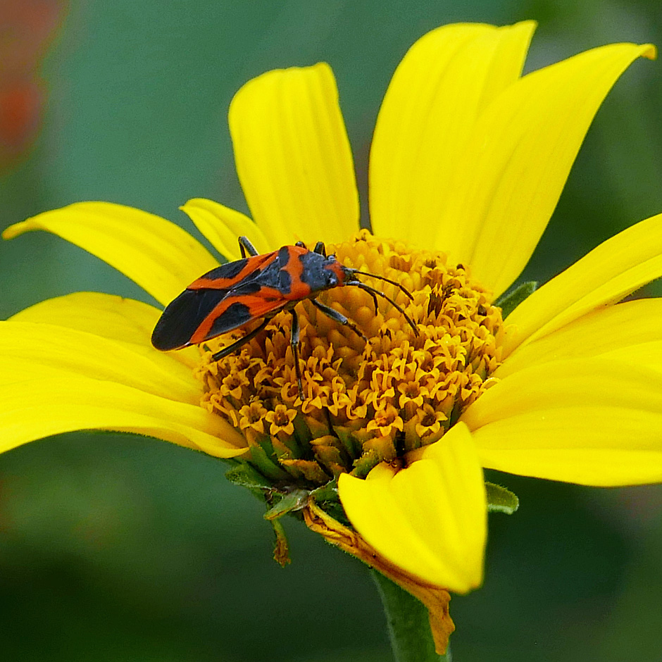 Lygaeus_turcicus_false_milkweed_bug_on_Heliopsis_helianthoides_Jun_MMF