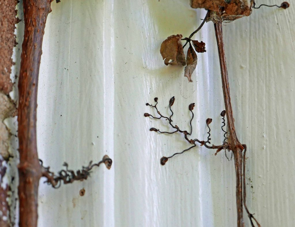 Parthenocissus quinquefolia (Virginia-creeper)
