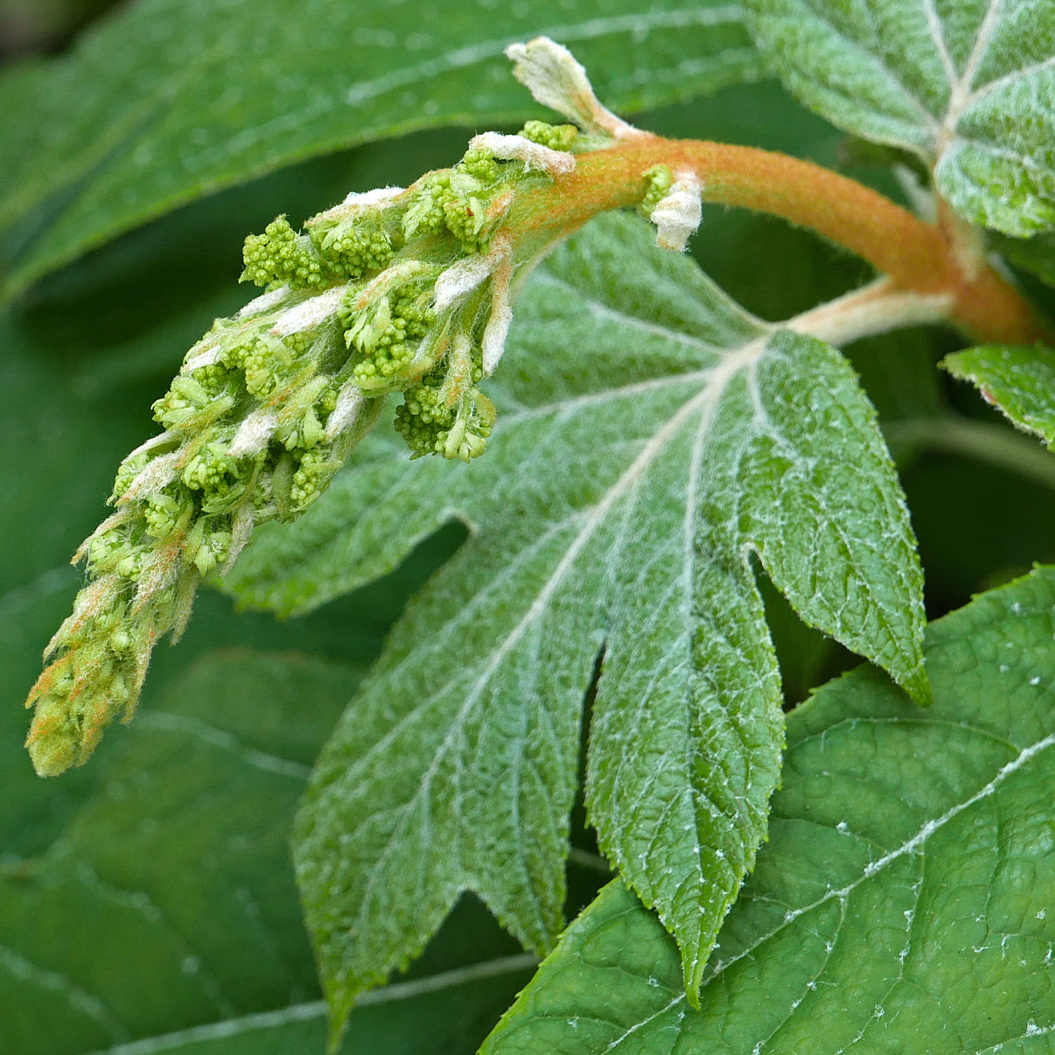 Peduncle_Hydrangea_quercifolia_inflorescence_Apr_MMF