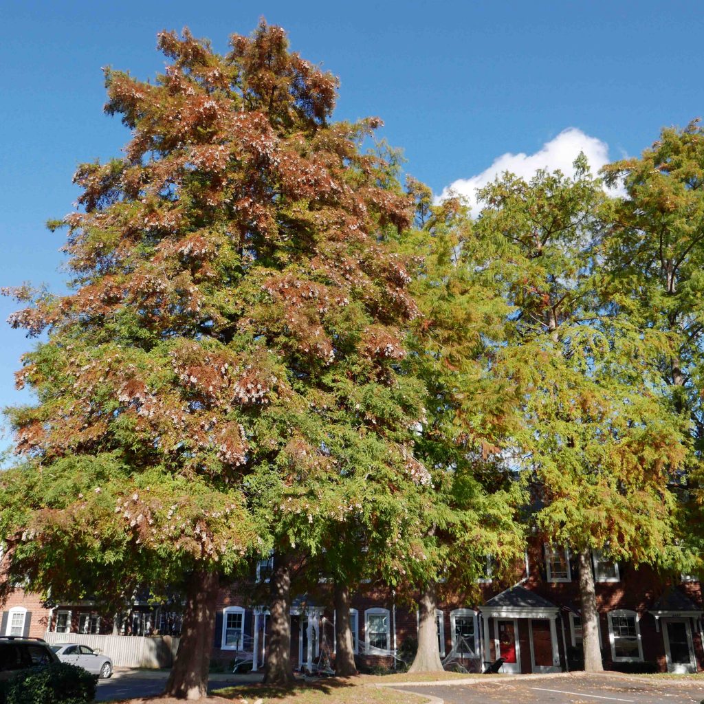 TREE: Taxodium distichum (Bald Cypress, Baldcypress)