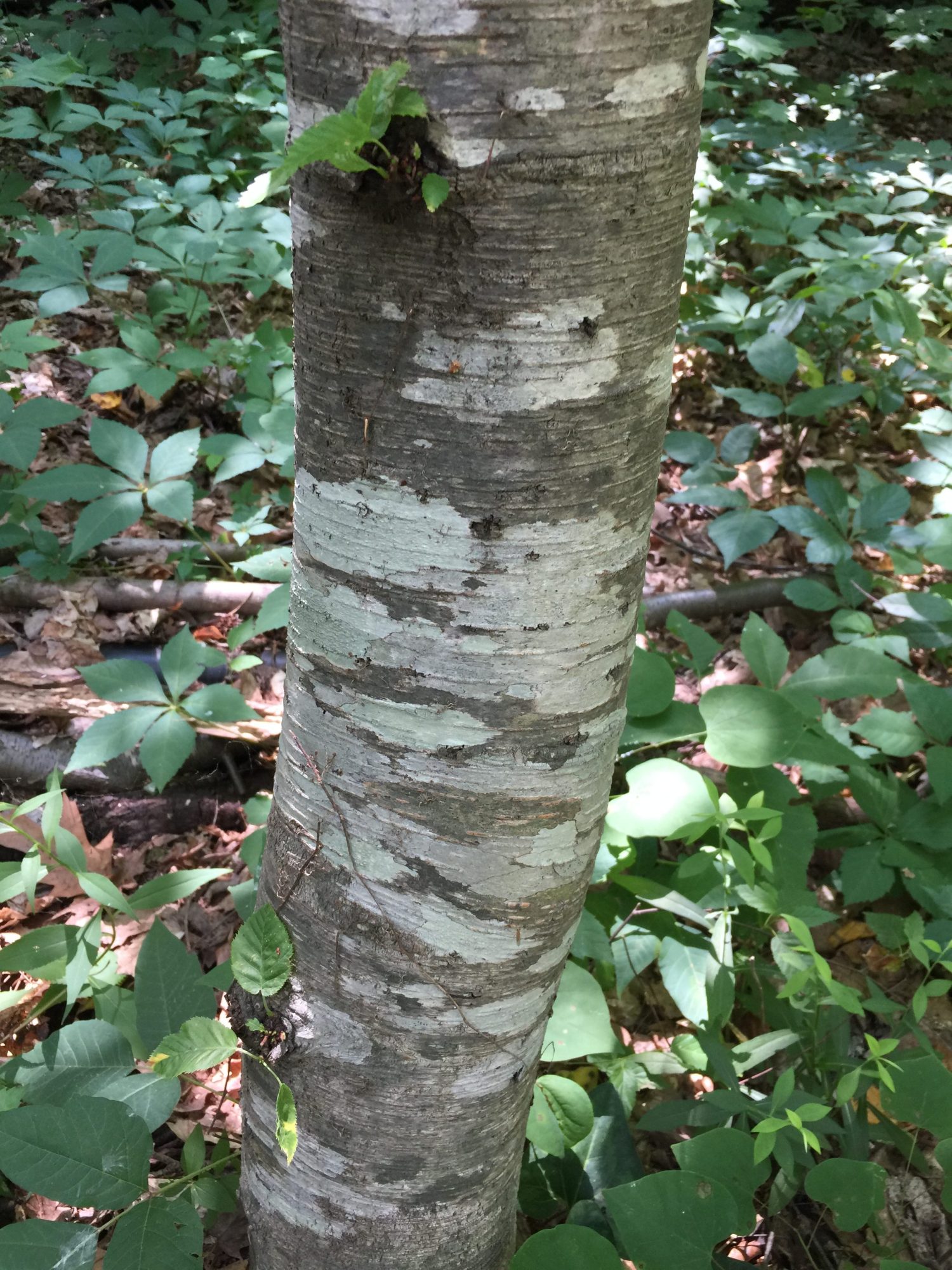 Betula lenta (Sweet or Black or Cherry Birch)